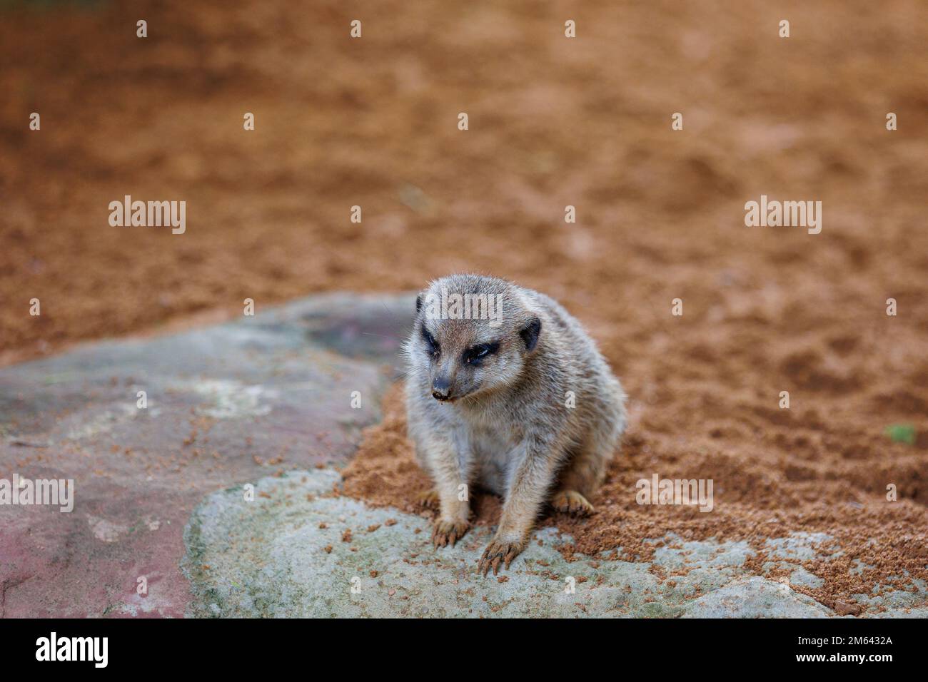 Banded mongoose in the natural habitat hi-res stock photography and ...
