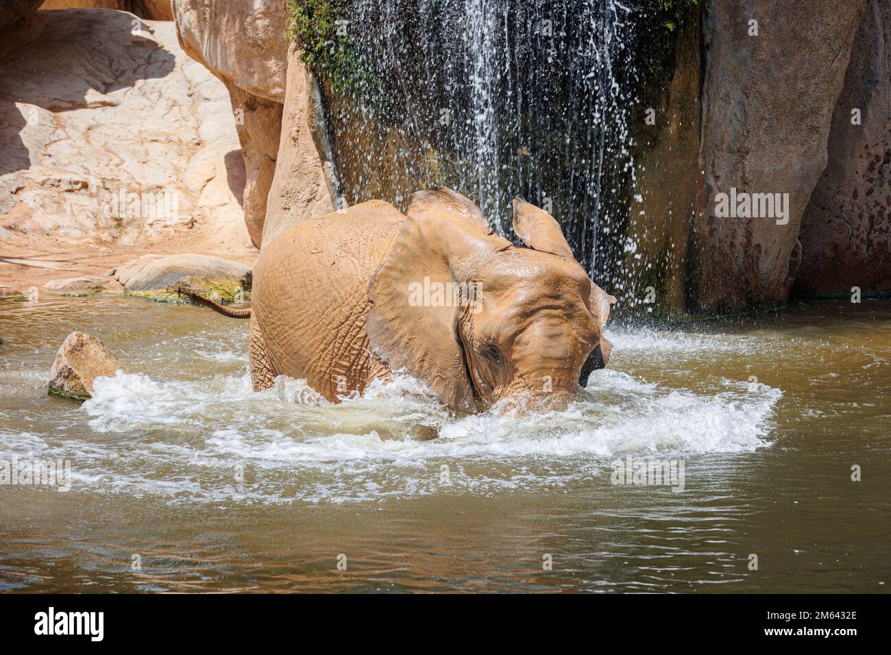 Elephant Cooling Off during Summer Heat by Dipping into Water Stock ...