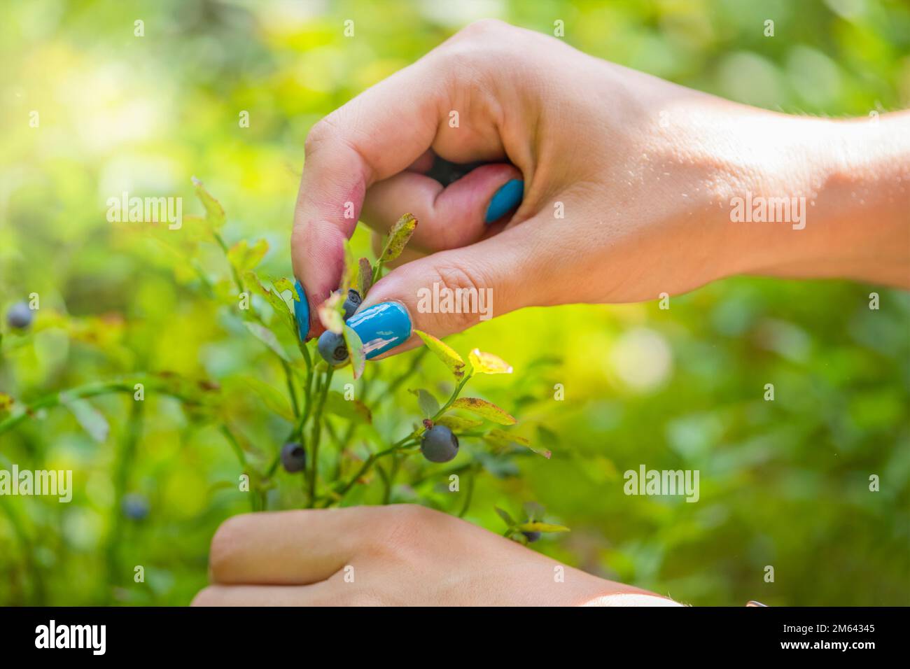 Pick Blueberries A Woman Gathers Wild Blueberries In The Forest Close