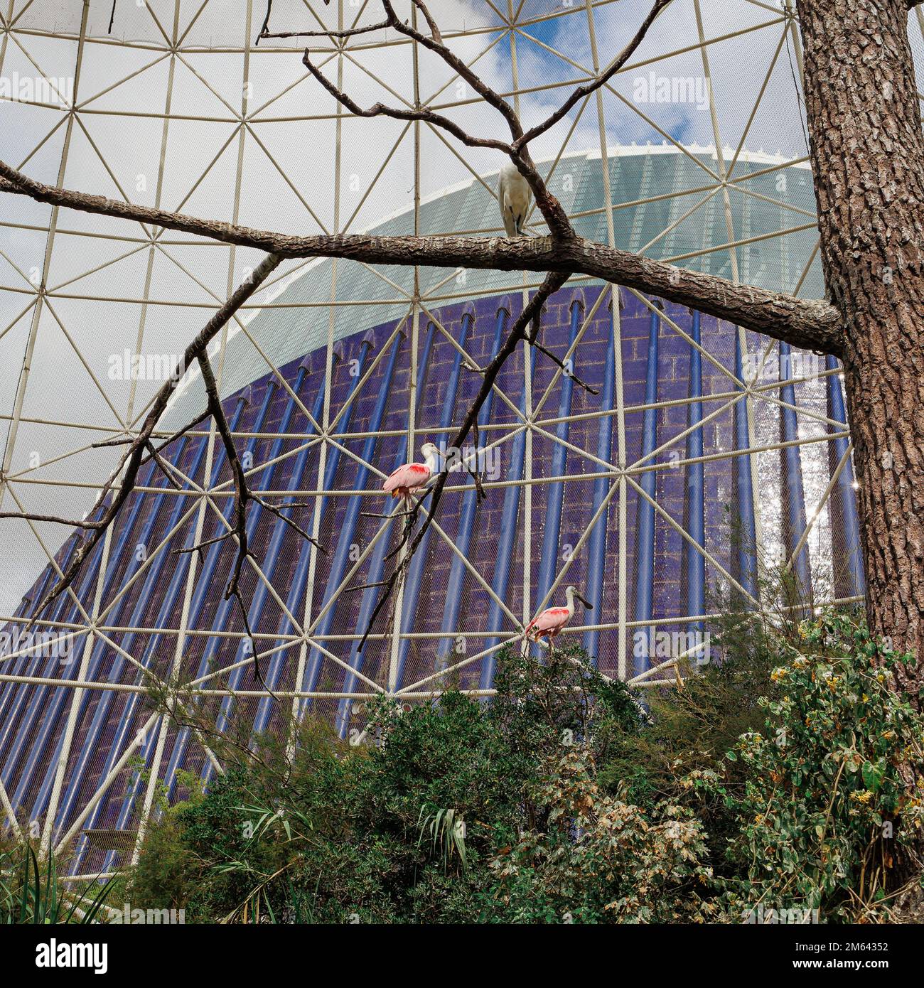 Roseate Spoonbill, Platalea ajaja, a Gregarious Wading Bird of the Ibis ...