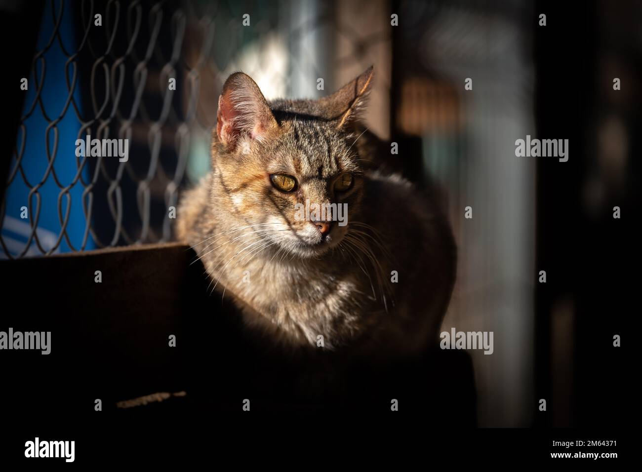 Twilight cat hi-res stock photography and images - Alamy