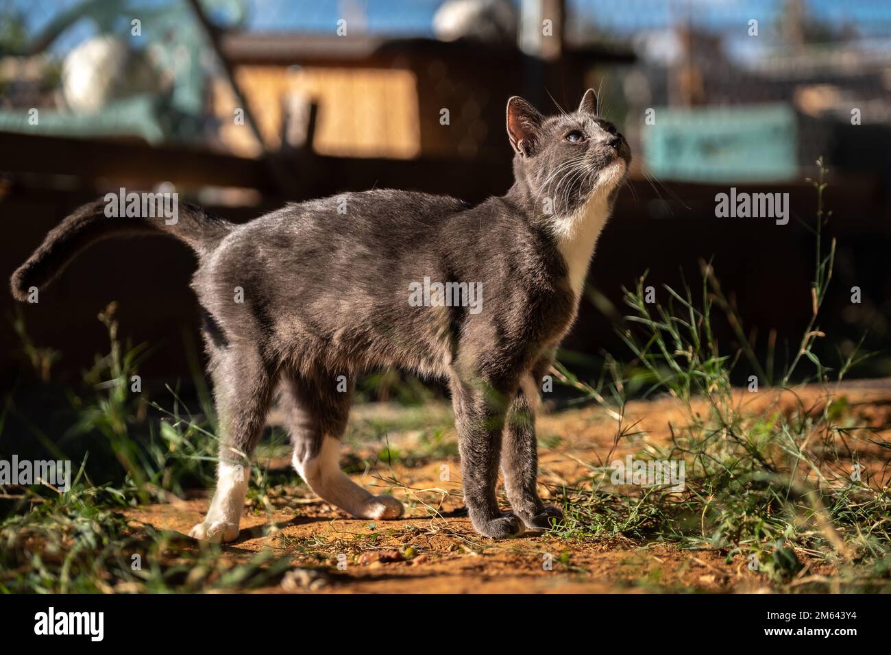 Gray cat walking outside day feline Stock Photo - Alamy