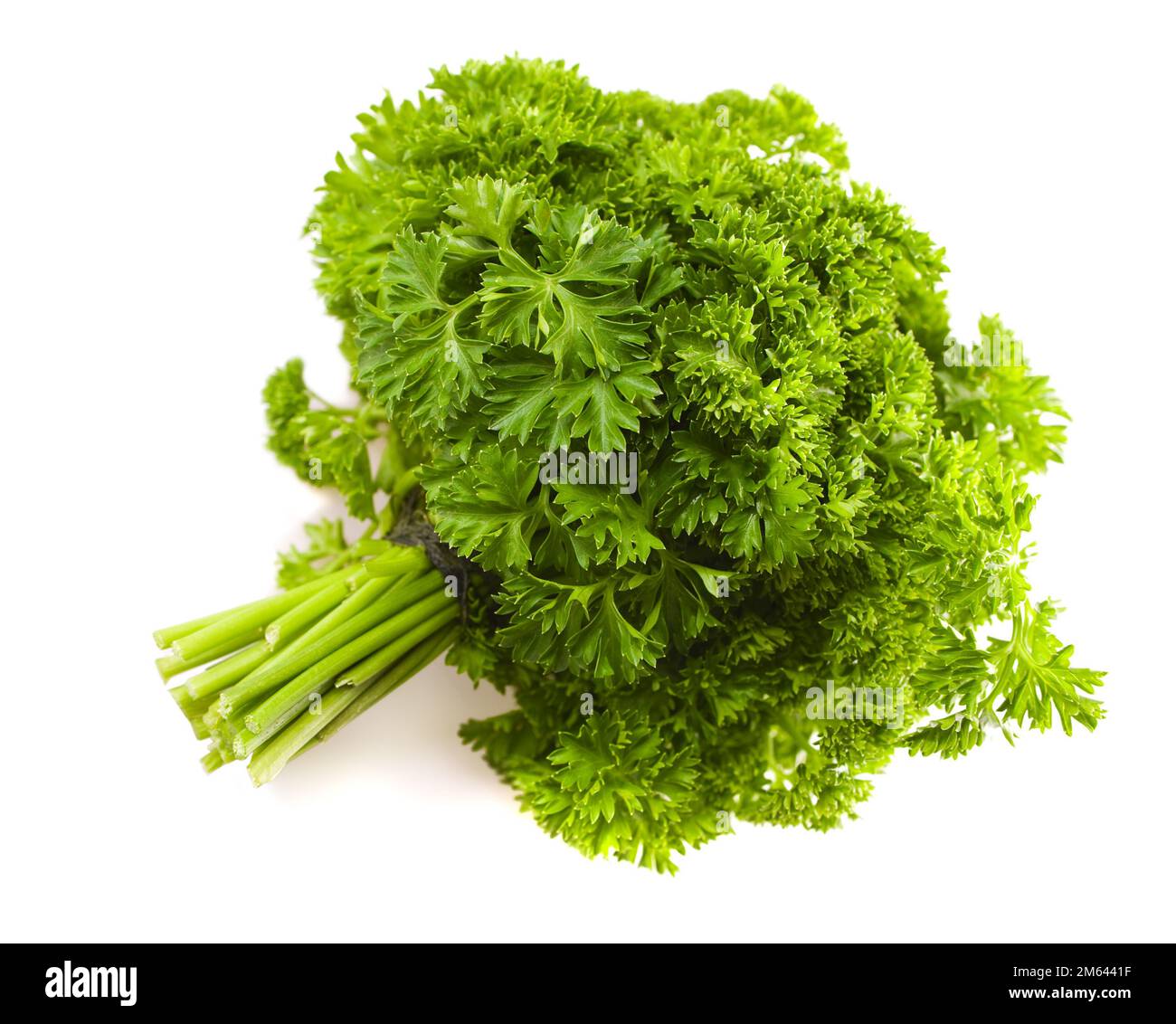 isolated big banch of a parsley Stock Photo - Alamy