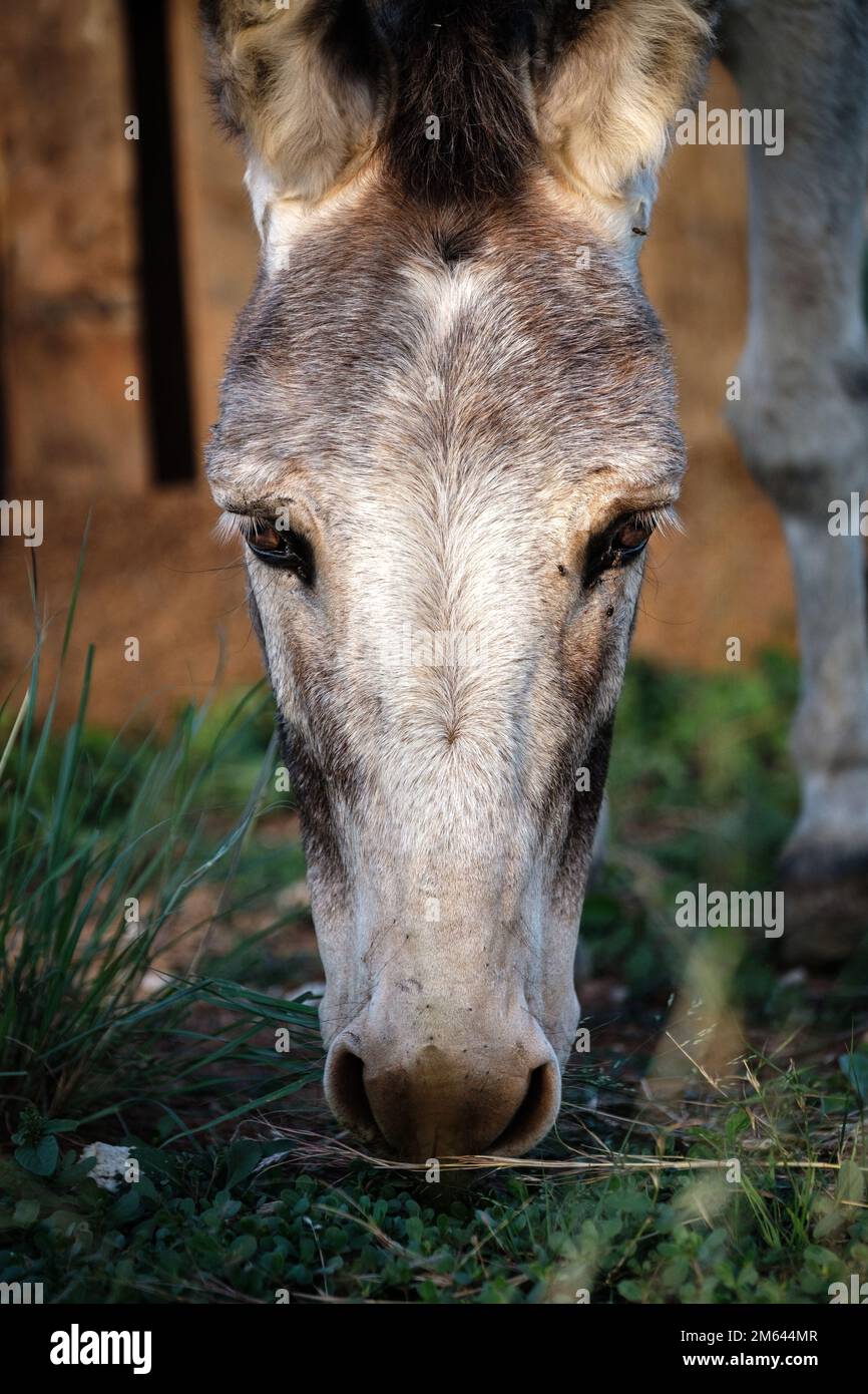 Donkey looking to camera hi-res stock photography and images - Alamy