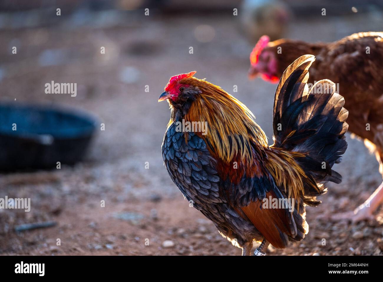 colorful rooster with his crest cut off rescued from a farm animal ...