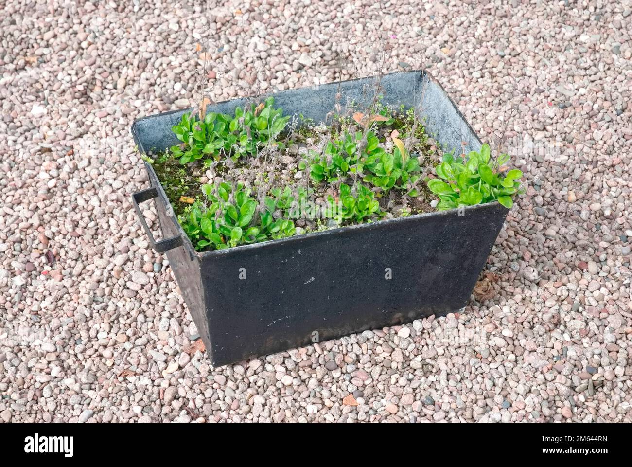 beautiful potted plant in a square container Stock Photo - Alamy