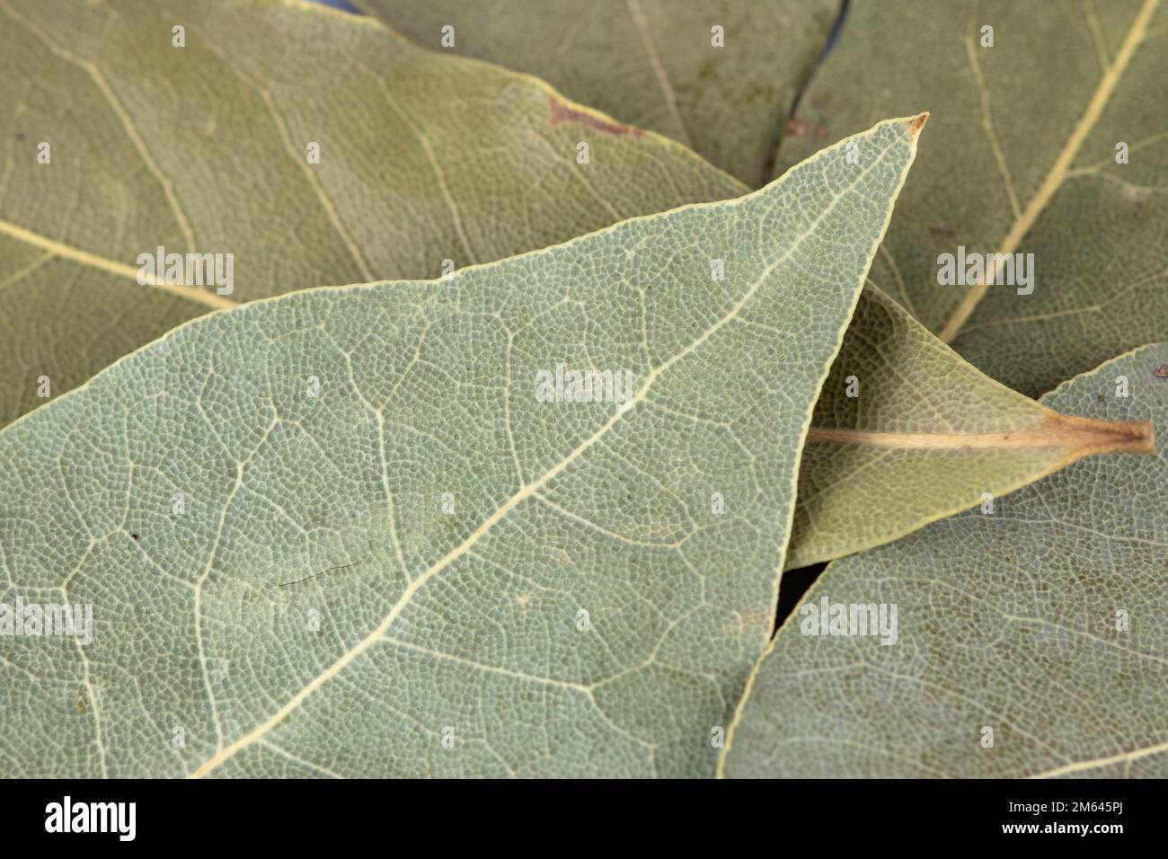 Bay leaf macro. Organic food background Stock Photo - Alamy