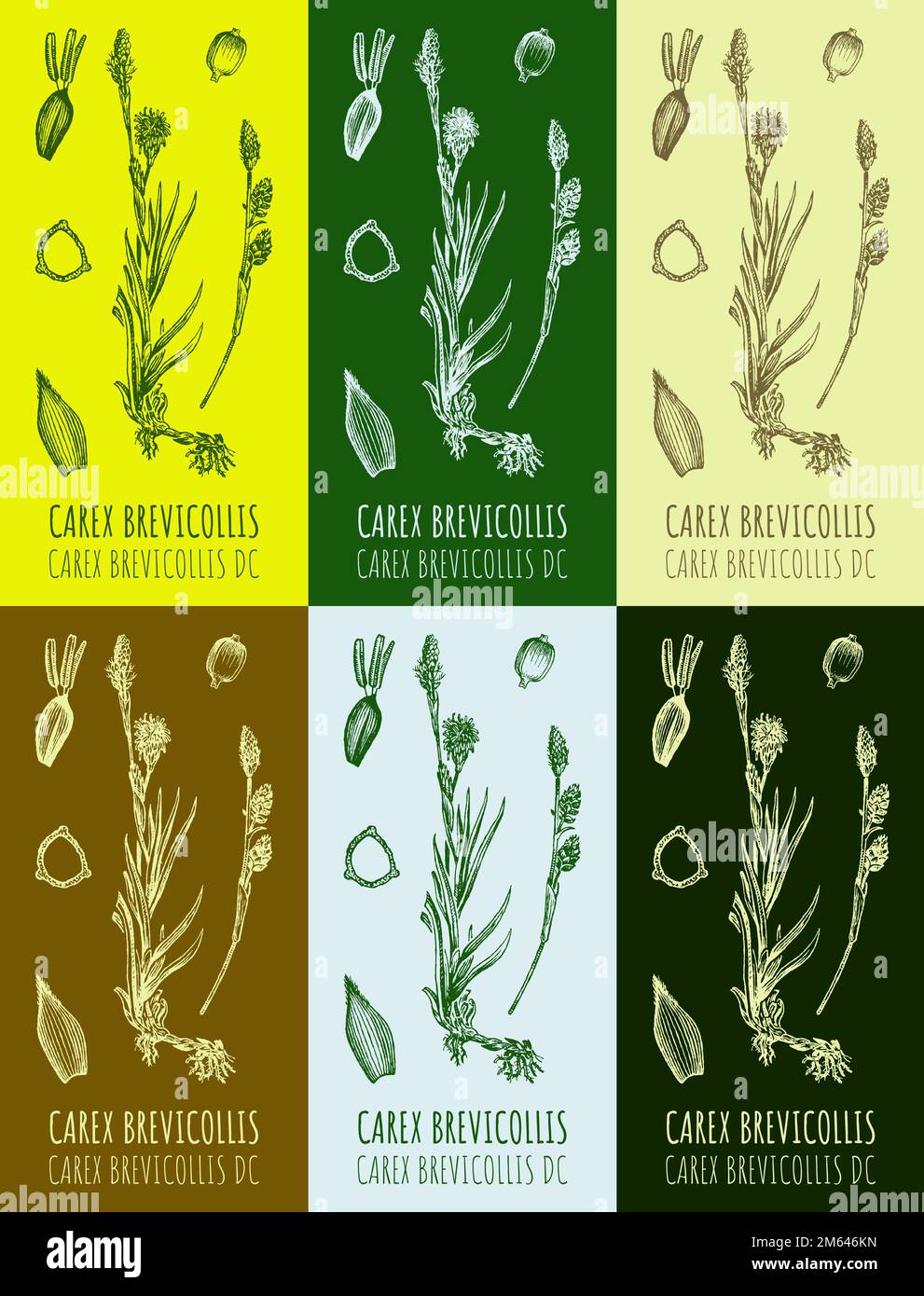 Set of drawings sedge parva in different colors. Hand drawn ...