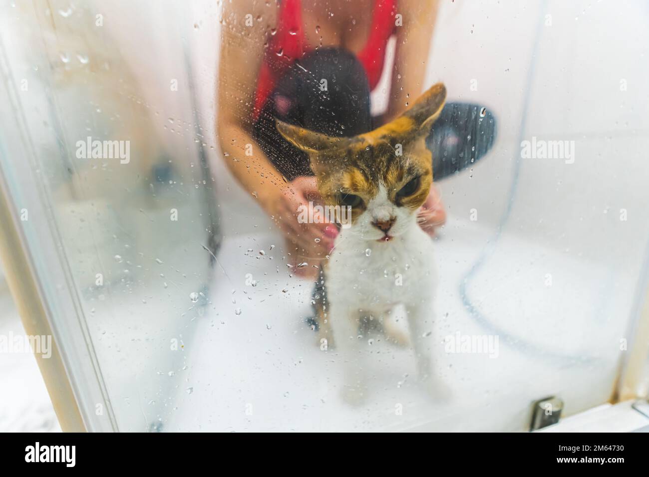 Unrecognizable woman washing angry Devon Rex cat in the shower. High quality photo Stock Photo ...