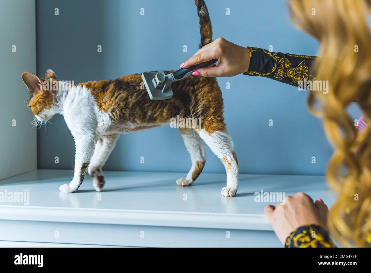 Unrecognizable woman brushing calico tortoiseshell Devon Rex cat . High ...