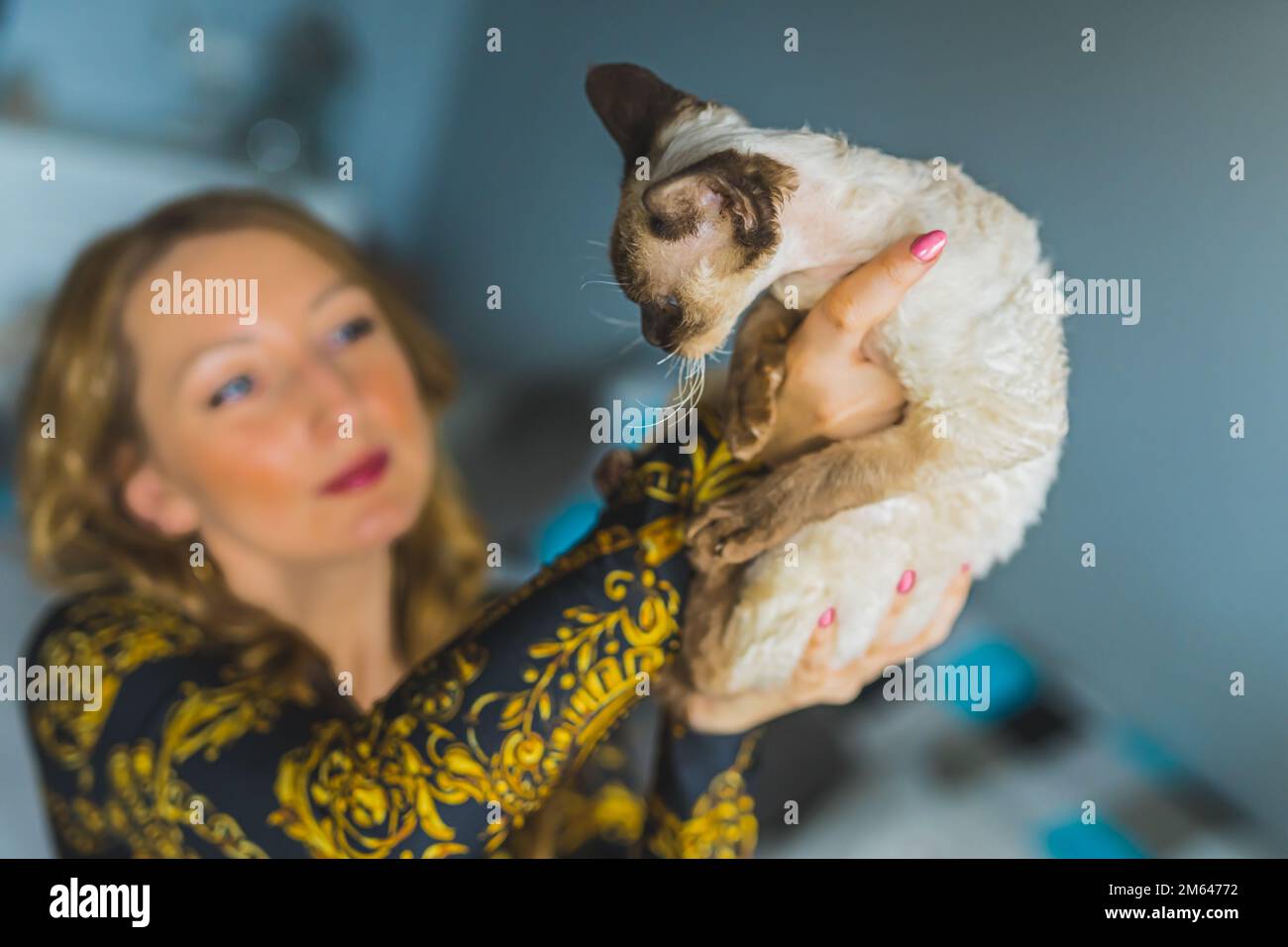 Devon rex hand hi-res stock photography and images - Alamy
