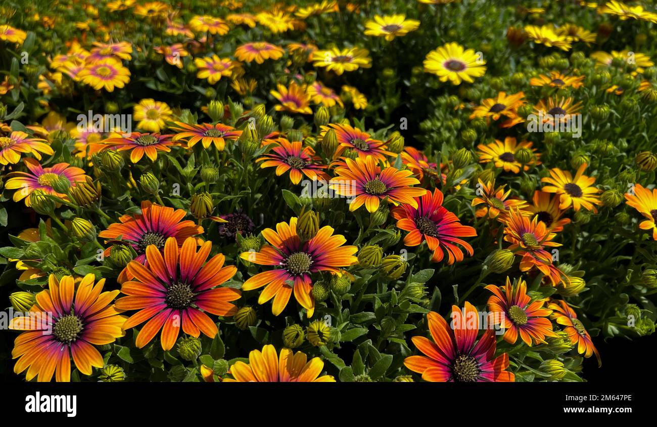 A beautiful field of blooming African daisy flowers during daytime ...