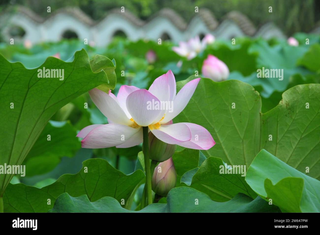 Blossoming lotus flowers Stock Photo - Alamy