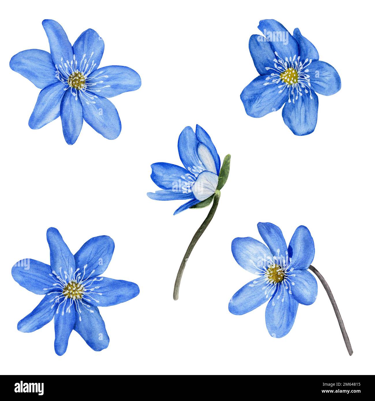 Hepatica blue spring flowers watercolor set. Isolated on white ...