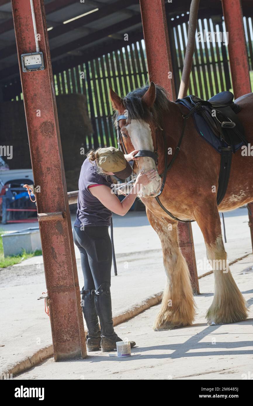Clydesdale Draft Horses (Equus caballus) are being tacked up ready for ...