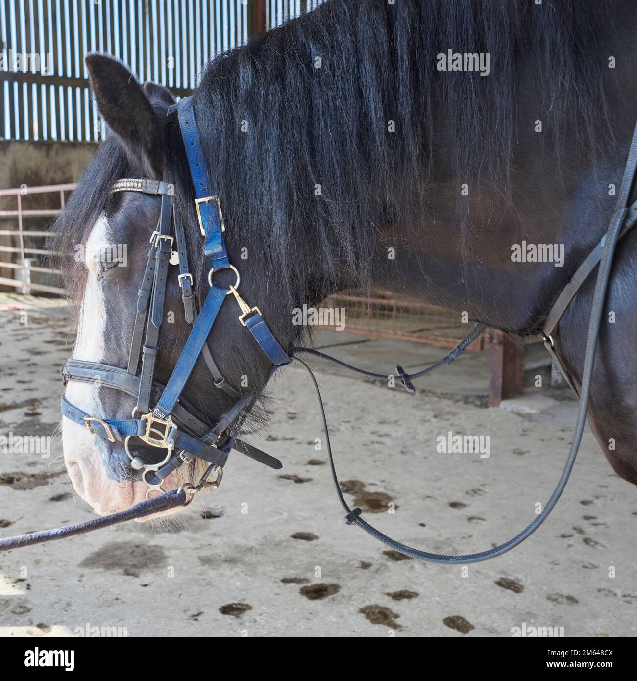 Clydesdale Draft Horses (Equus caballus) are being tacked up ready for ...