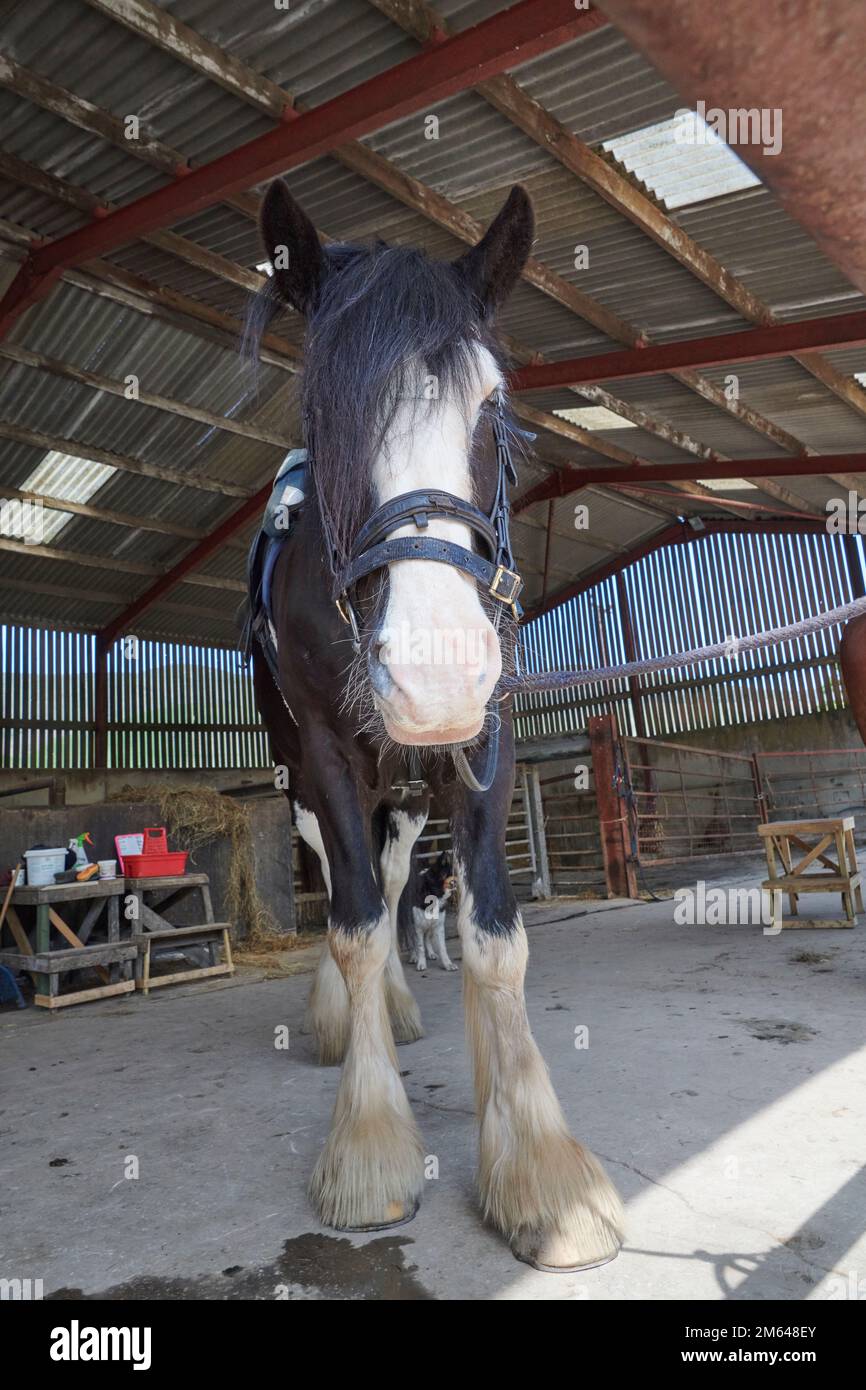 Clydesdale Draft Horses