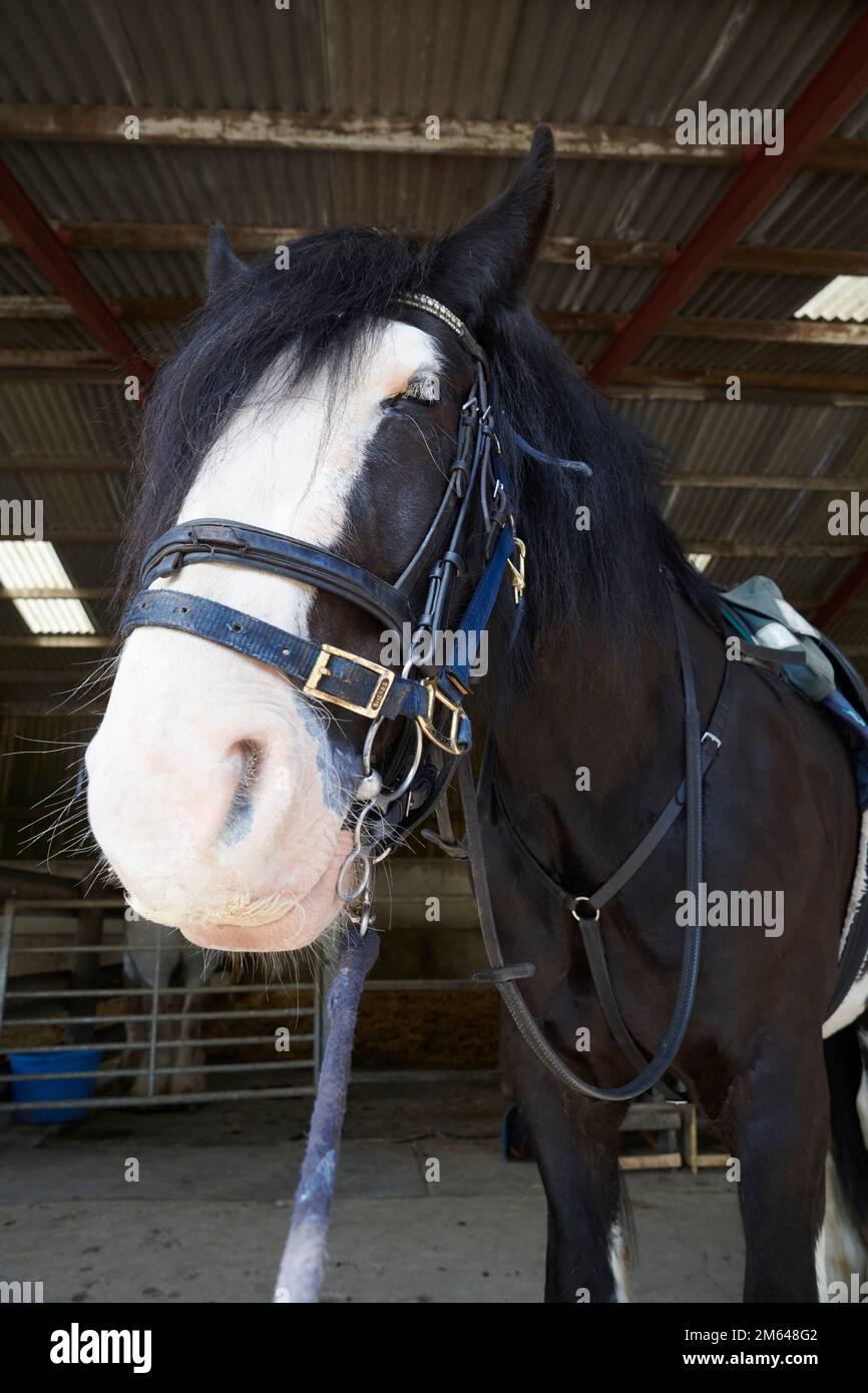 Clydesdale Draft Horses (Equus caballus) are being tacked up ready for ...