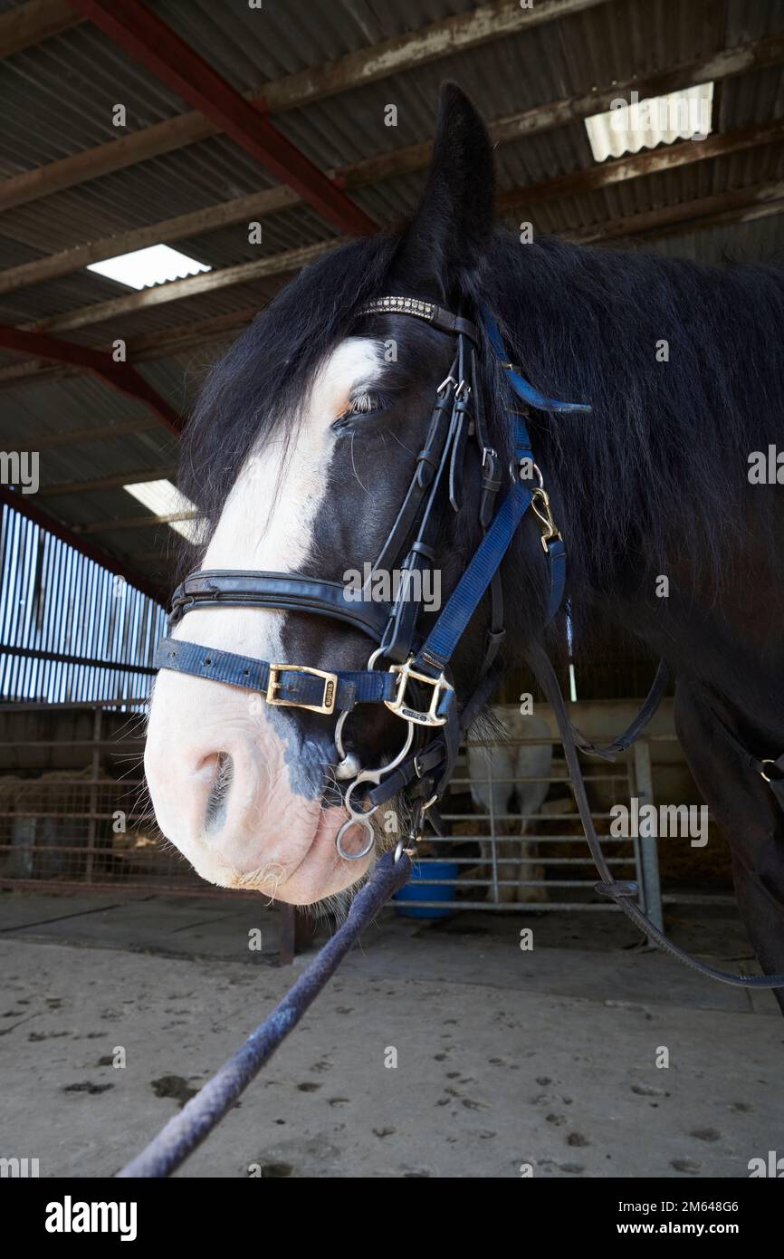 Tacking a horse hi-res stock photography and images - Alamy