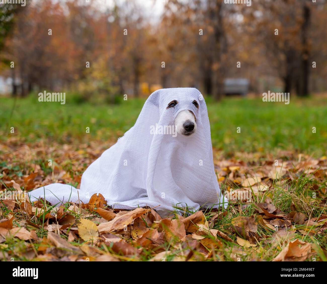 Jack Russell Terrier dog in a ghost costume in the autumn forest Stock ...