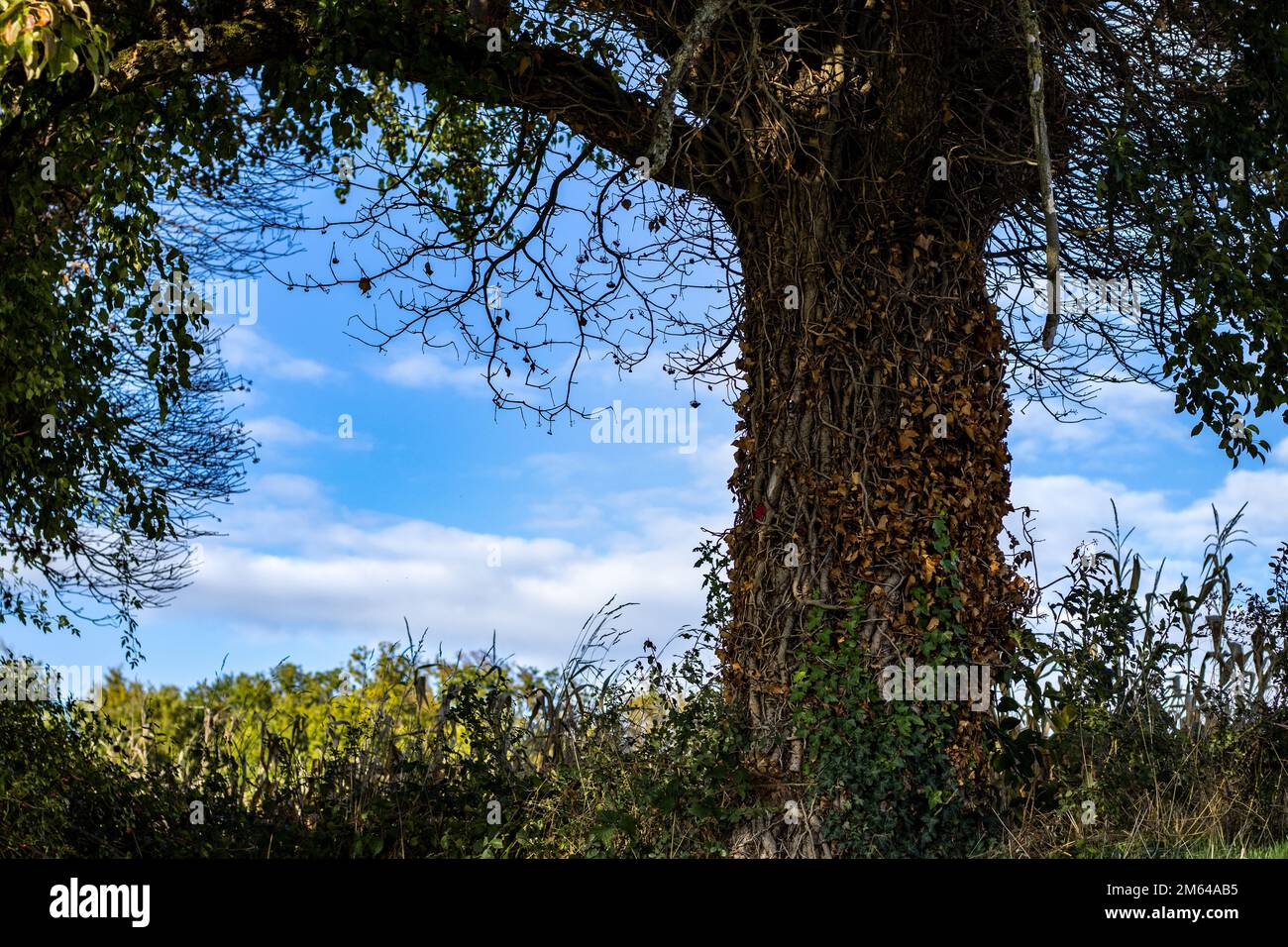 A huge tree with vines on a cloudy day Stock Photo - Alamy