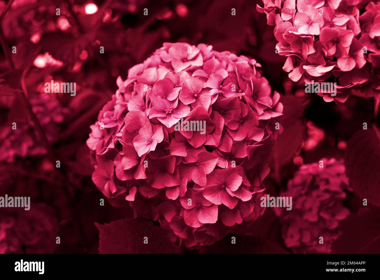 Closeup of hydrangea flowers tinted with vivid magenta, Pantone colour ...