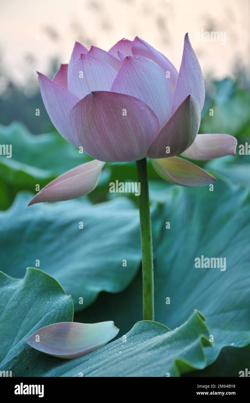 Blossoming lotus flowers Stock Photo - Alamy
