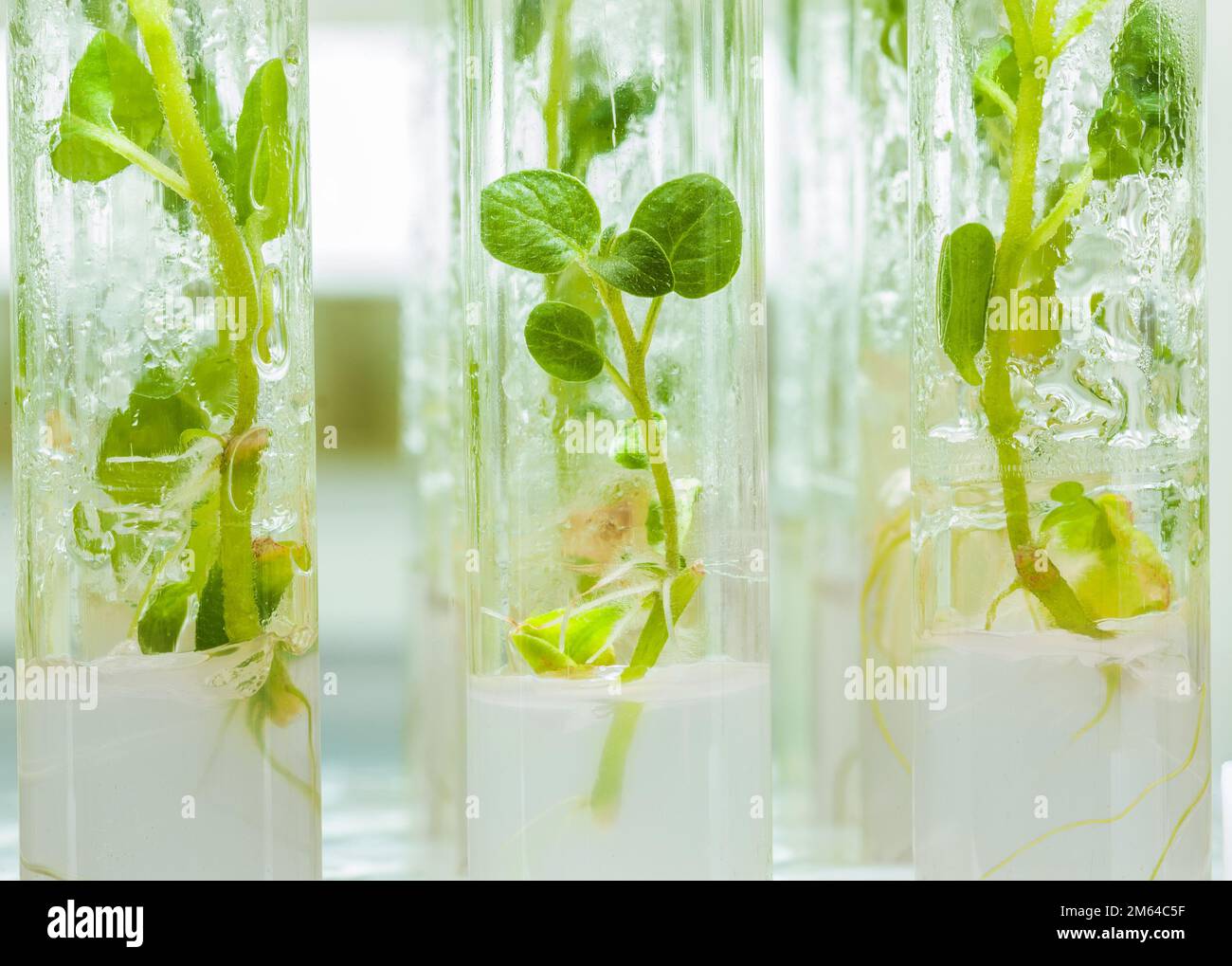 macroshot view on plants of potato in lab tubes with nutrition medium ...