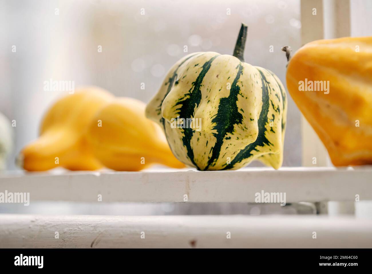 A deform squash on the window deck Stock Photo - Alamy
