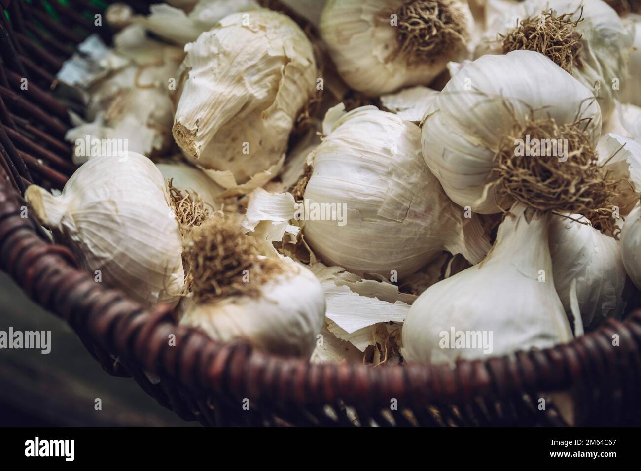A garlic with roots on the container Stock Photo - Alamy