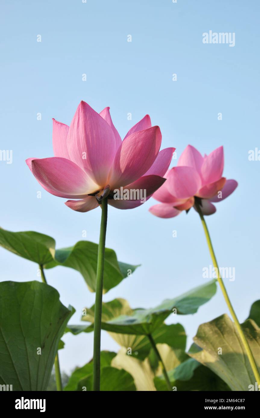 Blossoming lotus flowers Stock Photo - Alamy