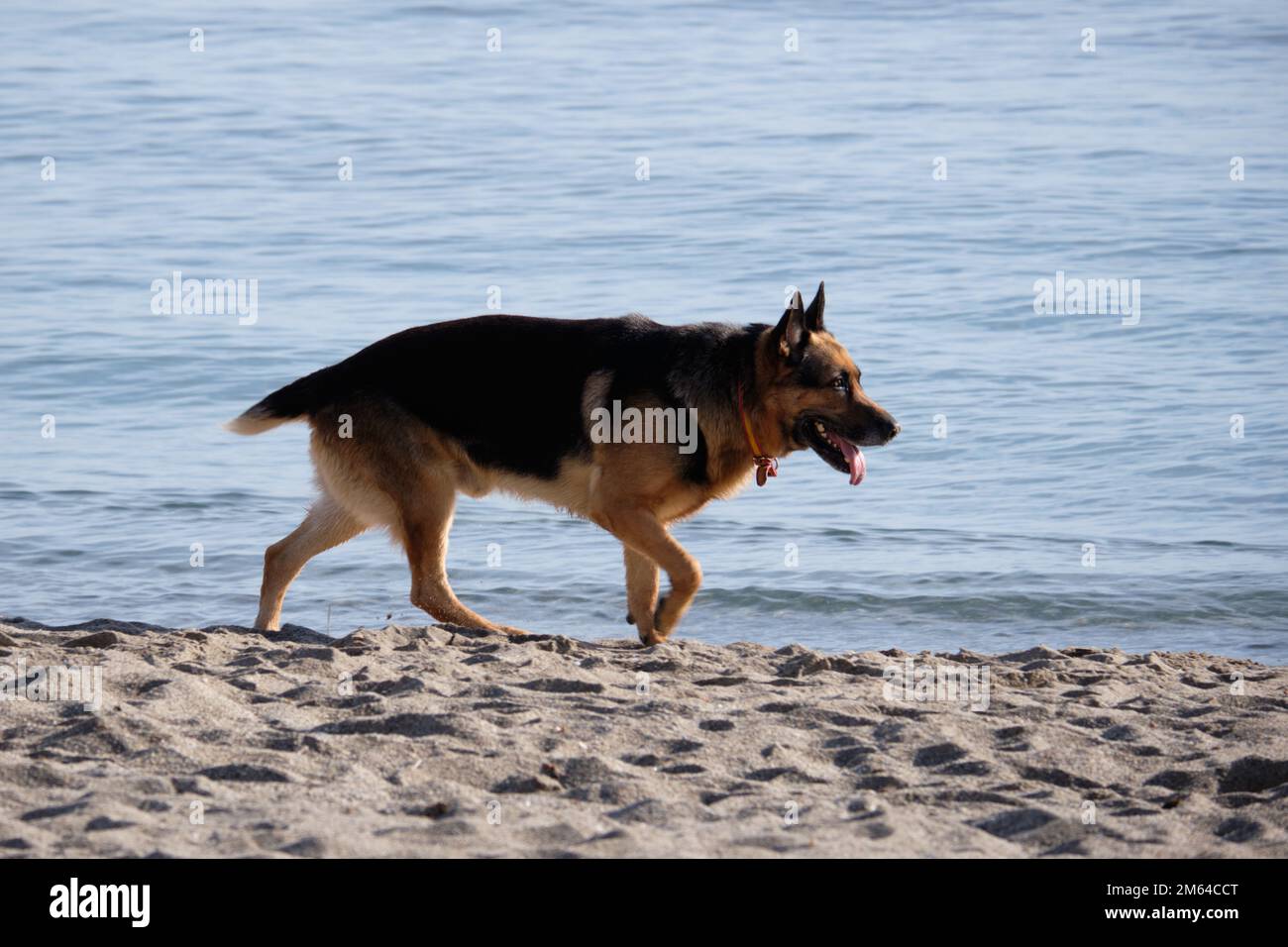 German shepherd walking on the beach Stock Photo - Alamy