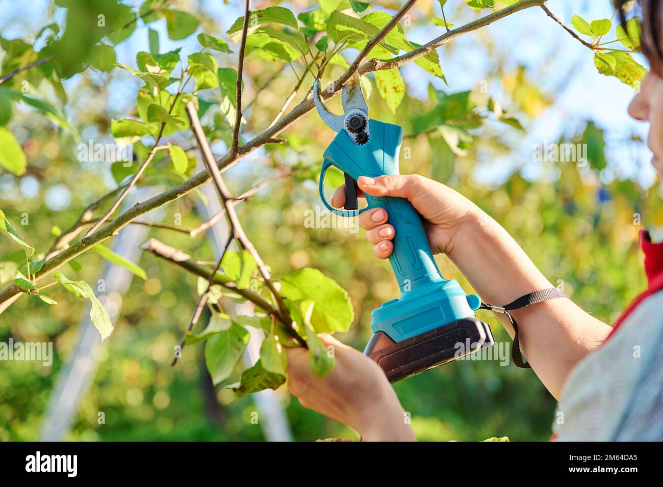 Close-up of hand with electric pruner cutting branch of apple tree in ...