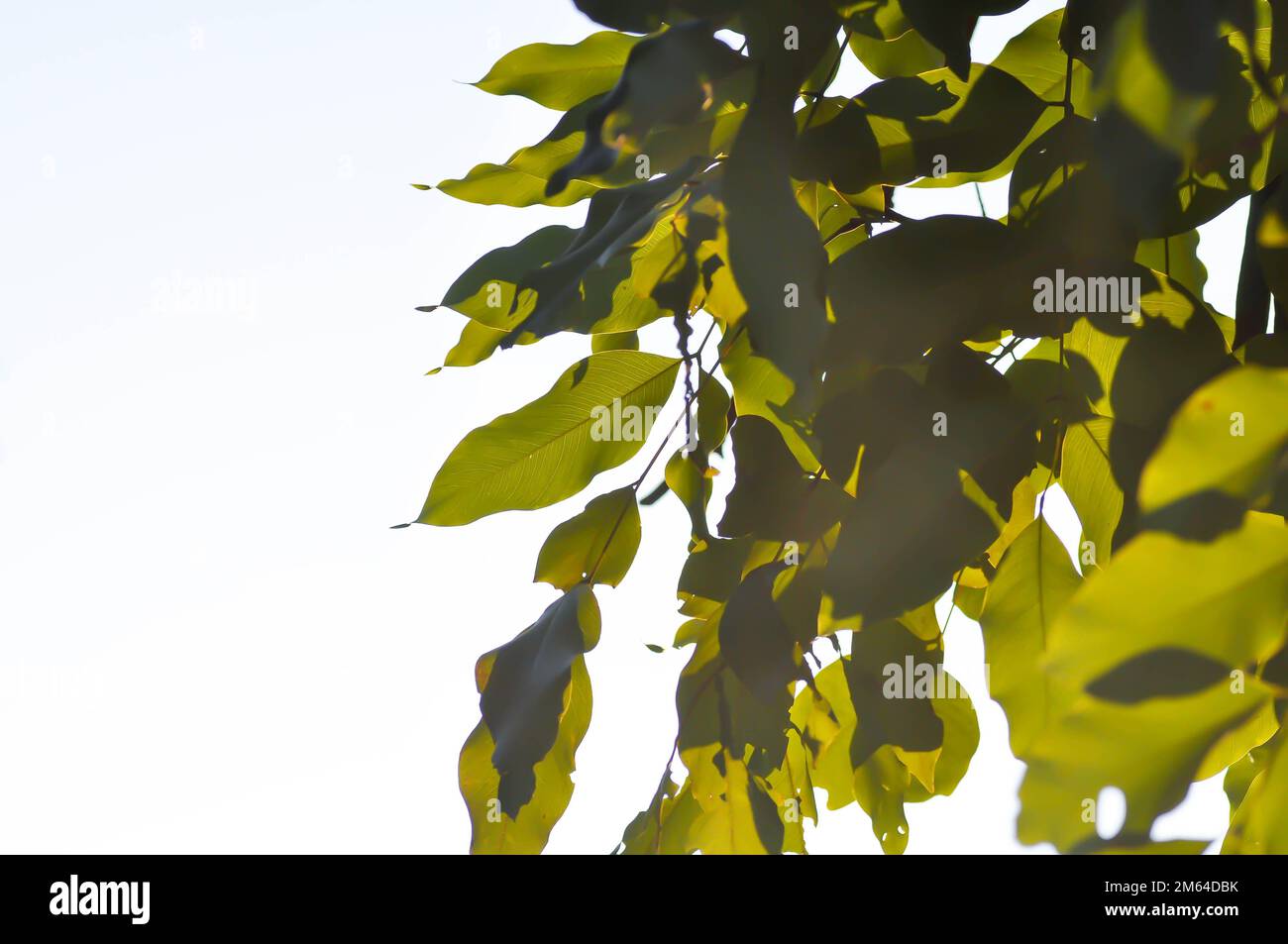 Cassia fistula ,LEGUMINOSAE CAESALPINIOIDEAE or Pudding Pine or Indian ...