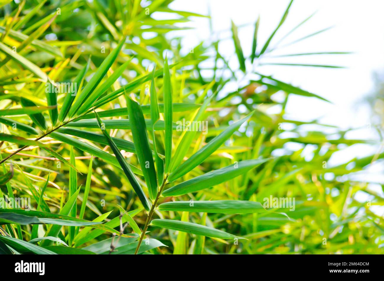 Bambusa vulgaris flower hi-res stock photography and images - Alamy