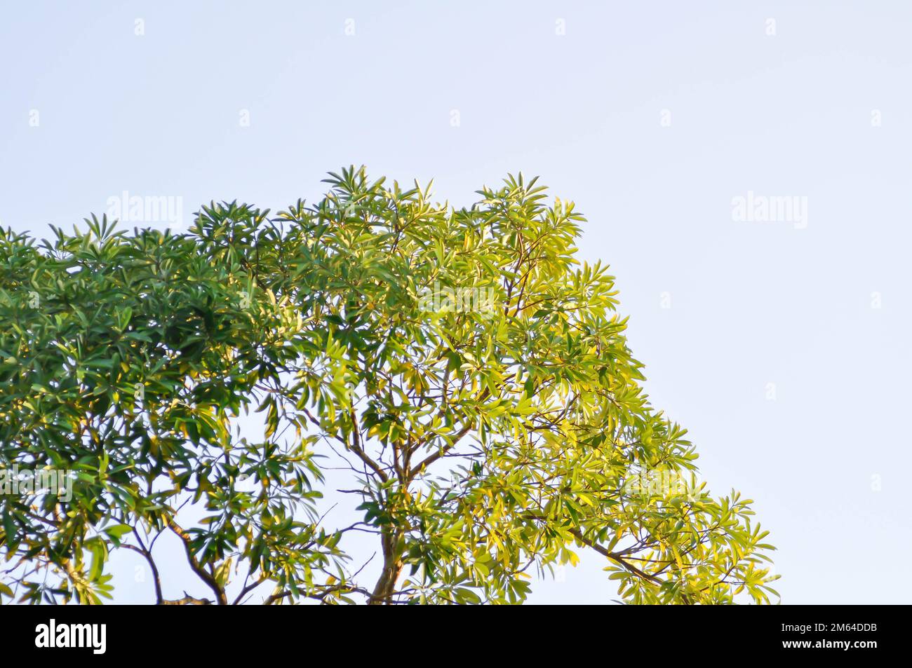 tree ,Alstonia scholaris or APOCYNACEAE or Devil Tree or White ...