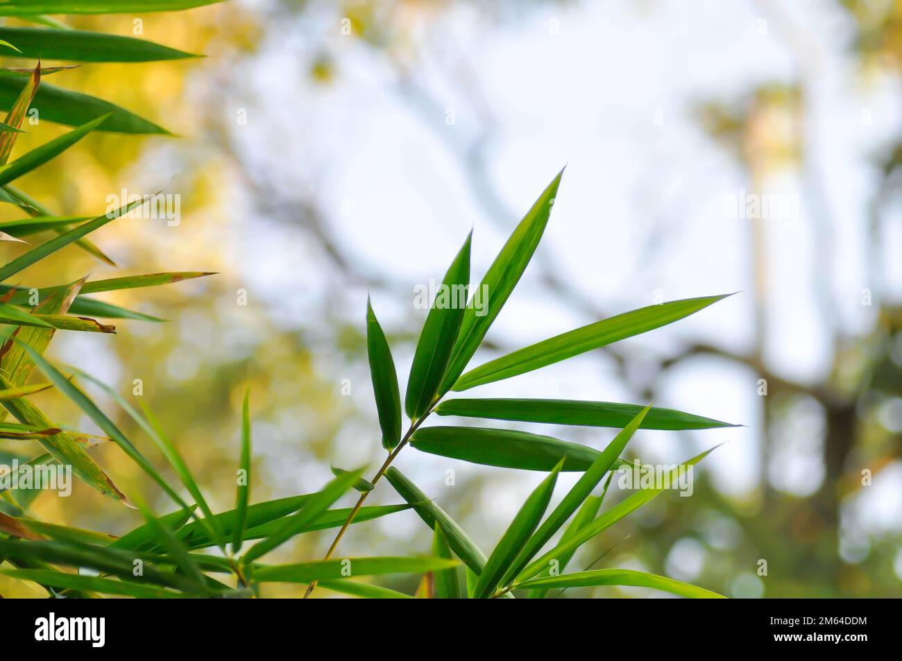 Bamboo, GRAMINEAE or POACEAE or Bambusa arundinacea Willd or Thorn ...