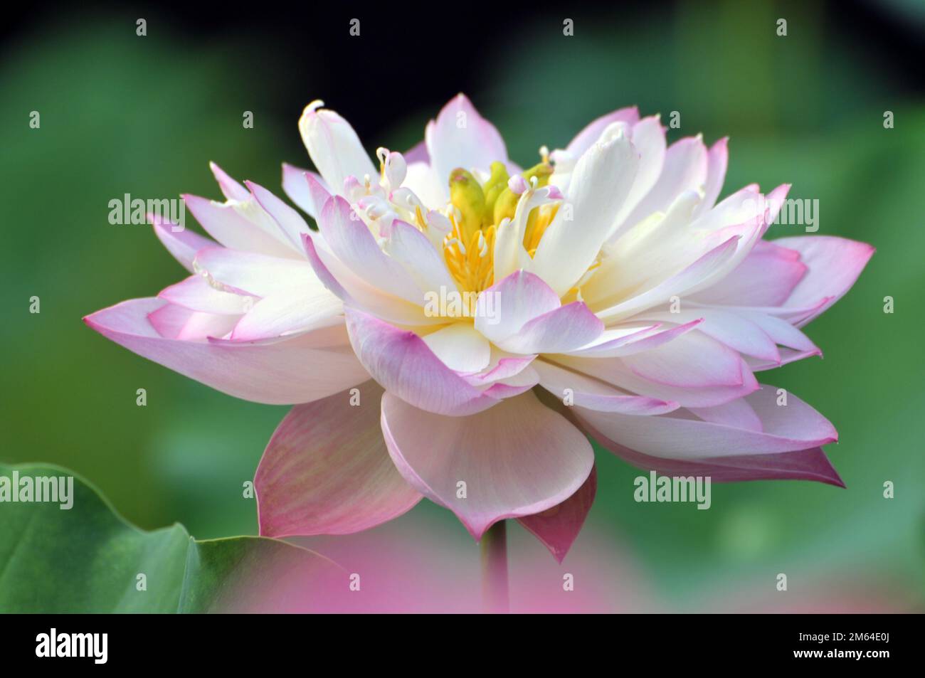 Blossoming lotus flowers Stock Photo - Alamy