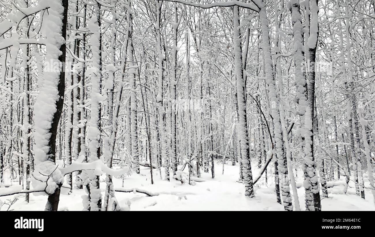 Snow covered trees in a forest after a winter snowstorm in Ottawa ...