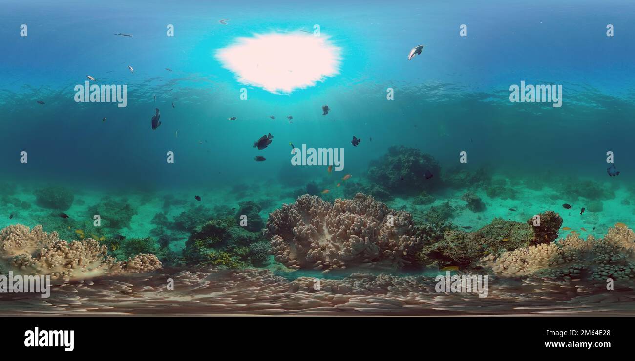 Sealife, Diving near a coral reef. Beautiful colorful tropical fish on ...