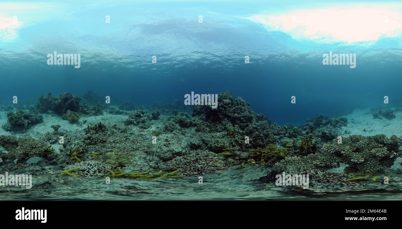 Tropical fishes and coral reef at diving. Underwater world with corals ...