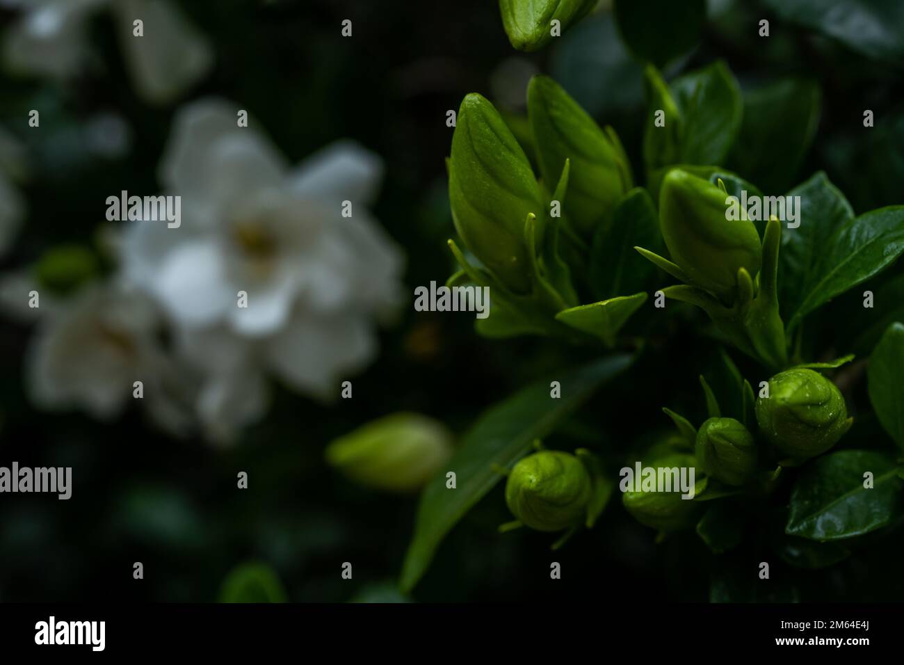 Bright Green Buds of Gardenia Flowers before they pop on summer bush ...