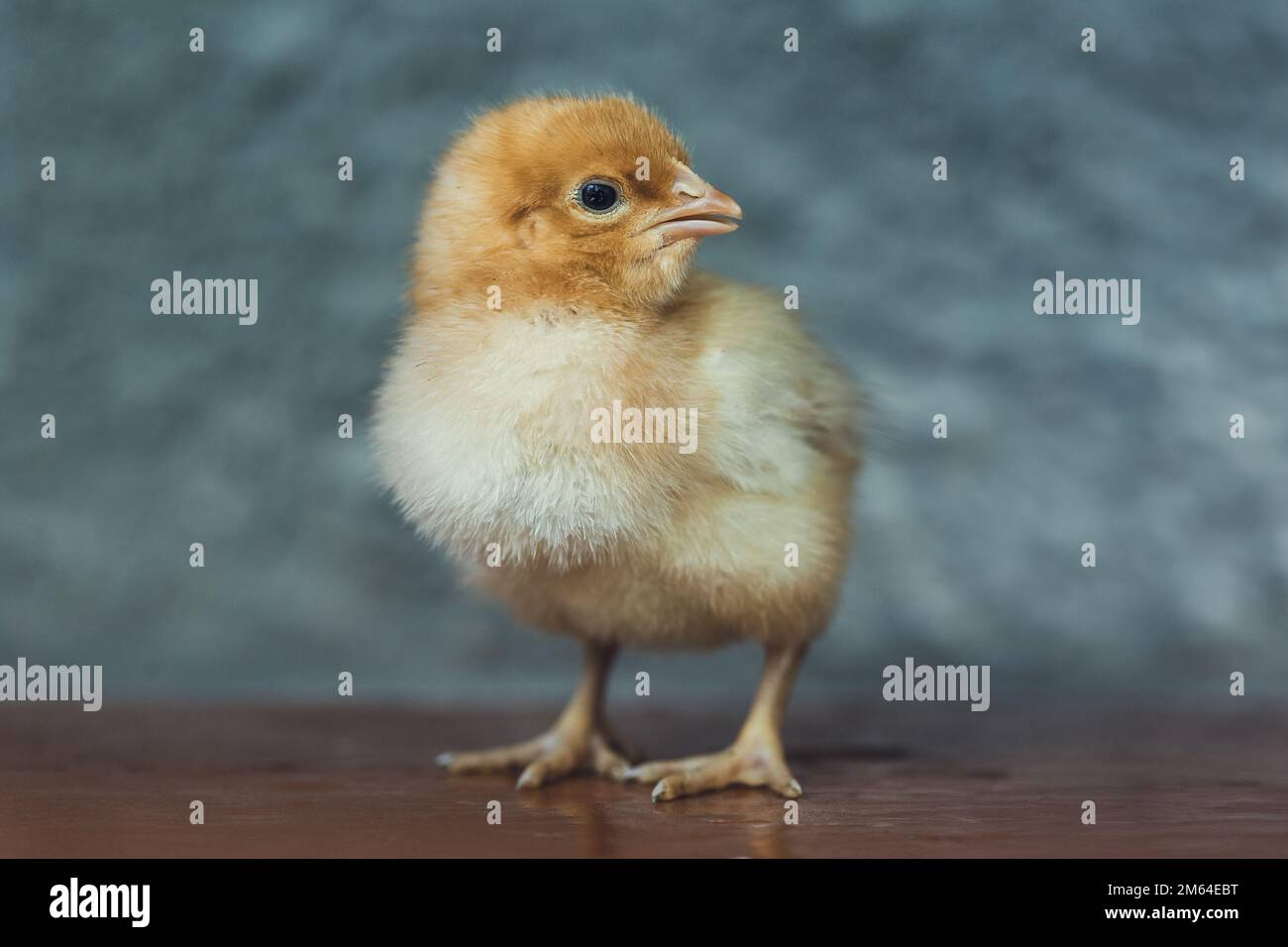 Cute Little Newborn Chick of Orange Color Standing Alone on Wooden ...