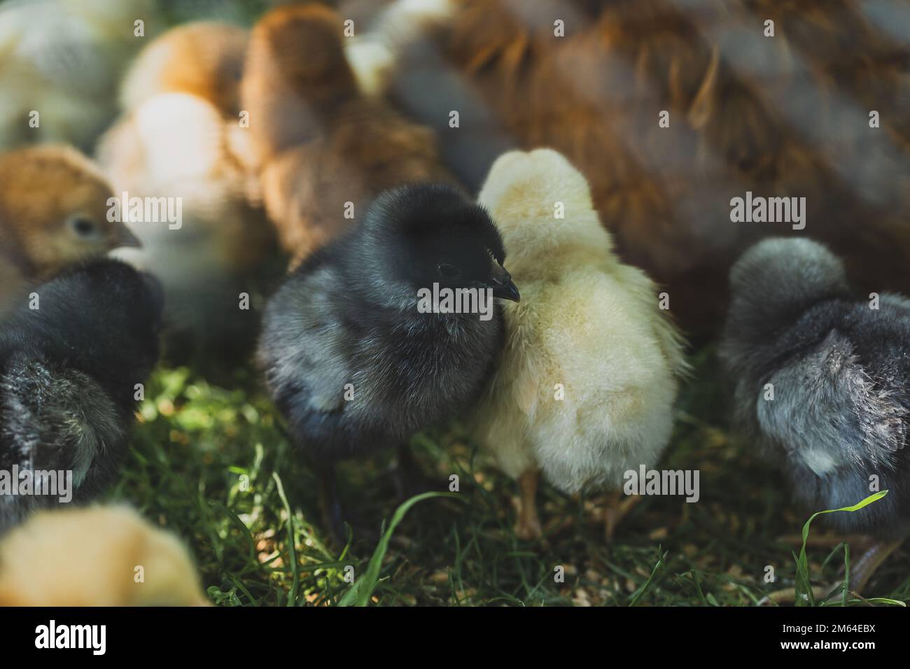 Group of Little Chicks Brooding by a Hen on a Green Grass on Organic ...