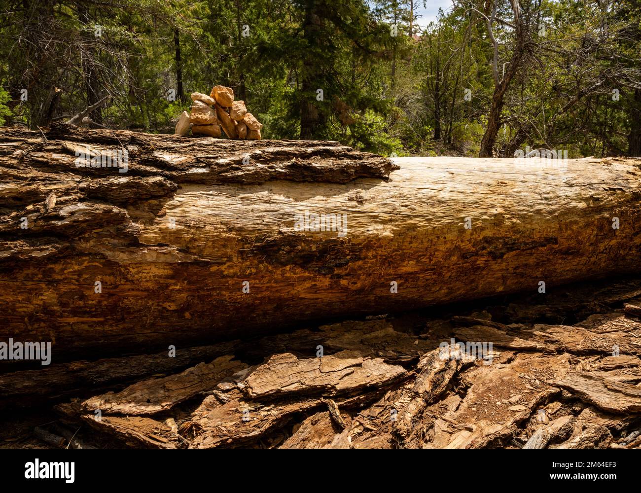 Cairn on Top of Fallen Log Marks the Under the Rim Trail in Bryce ...