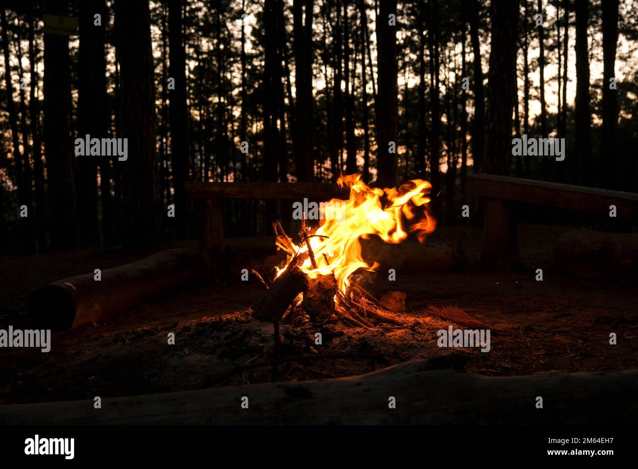 Small campfire with smoke of burning pine logs in the forest. Burning ...