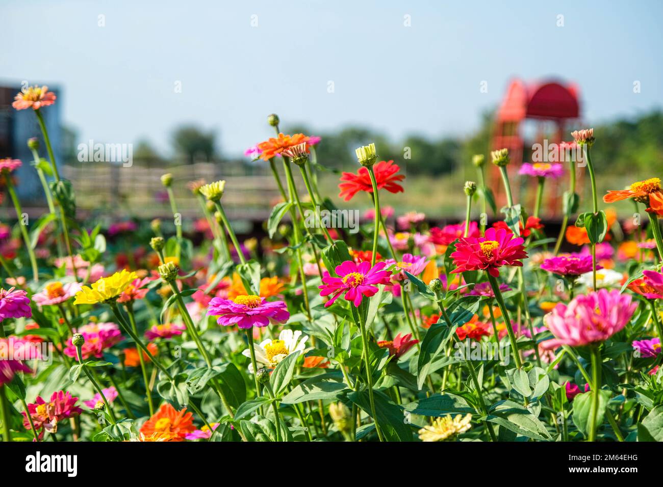 Beautiful zinnia(Zinnia elegans) flowers in the garden. Many zinnias ...