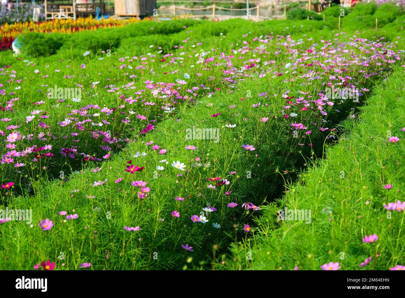 Beautiful cosmos flowers blooming in the garden. Cosmos flowers in ...