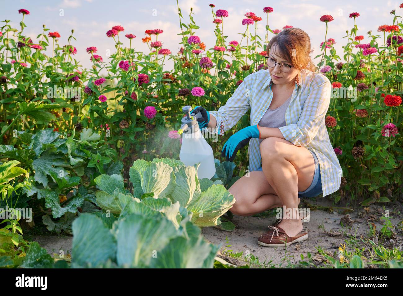 Woman spraying cabbage, pest control, spraying poison to kill insects ...