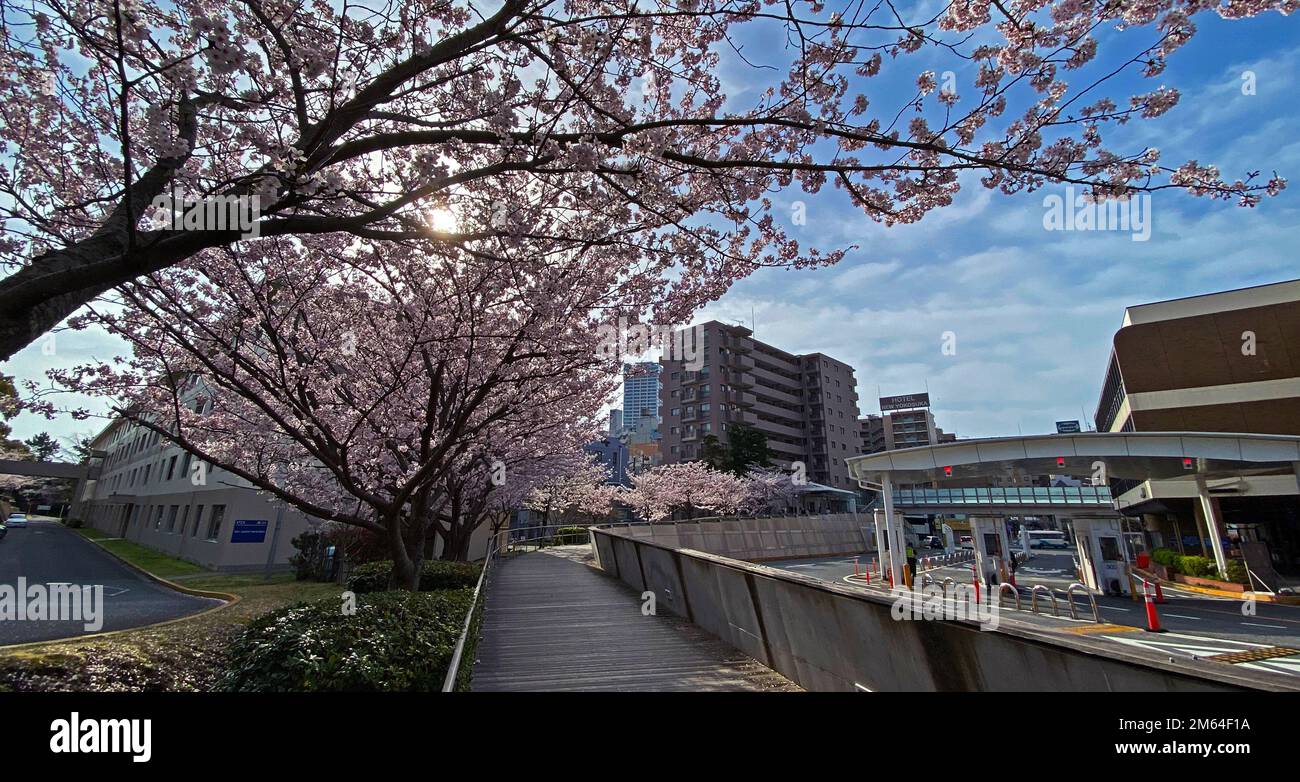 YOKOSUKA, Japan (March, 31, 2022) - Cherry blossoms are in full bloom ...